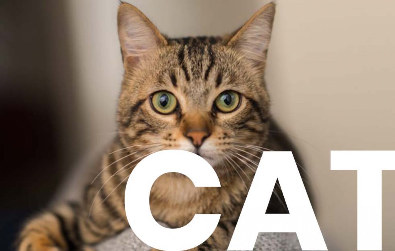 Cats on Courtenay - Boarding Cattery